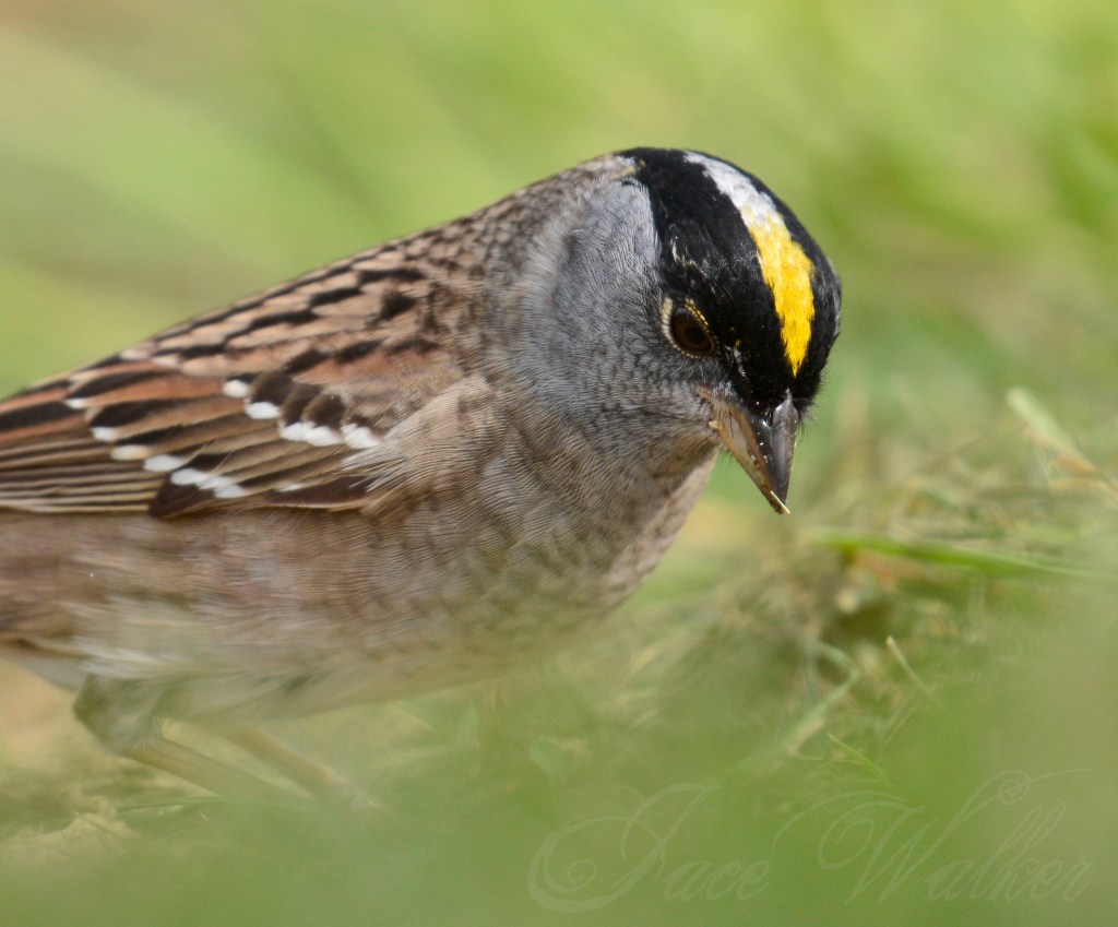 small birds of the pacific northwest – The Bird Nerd