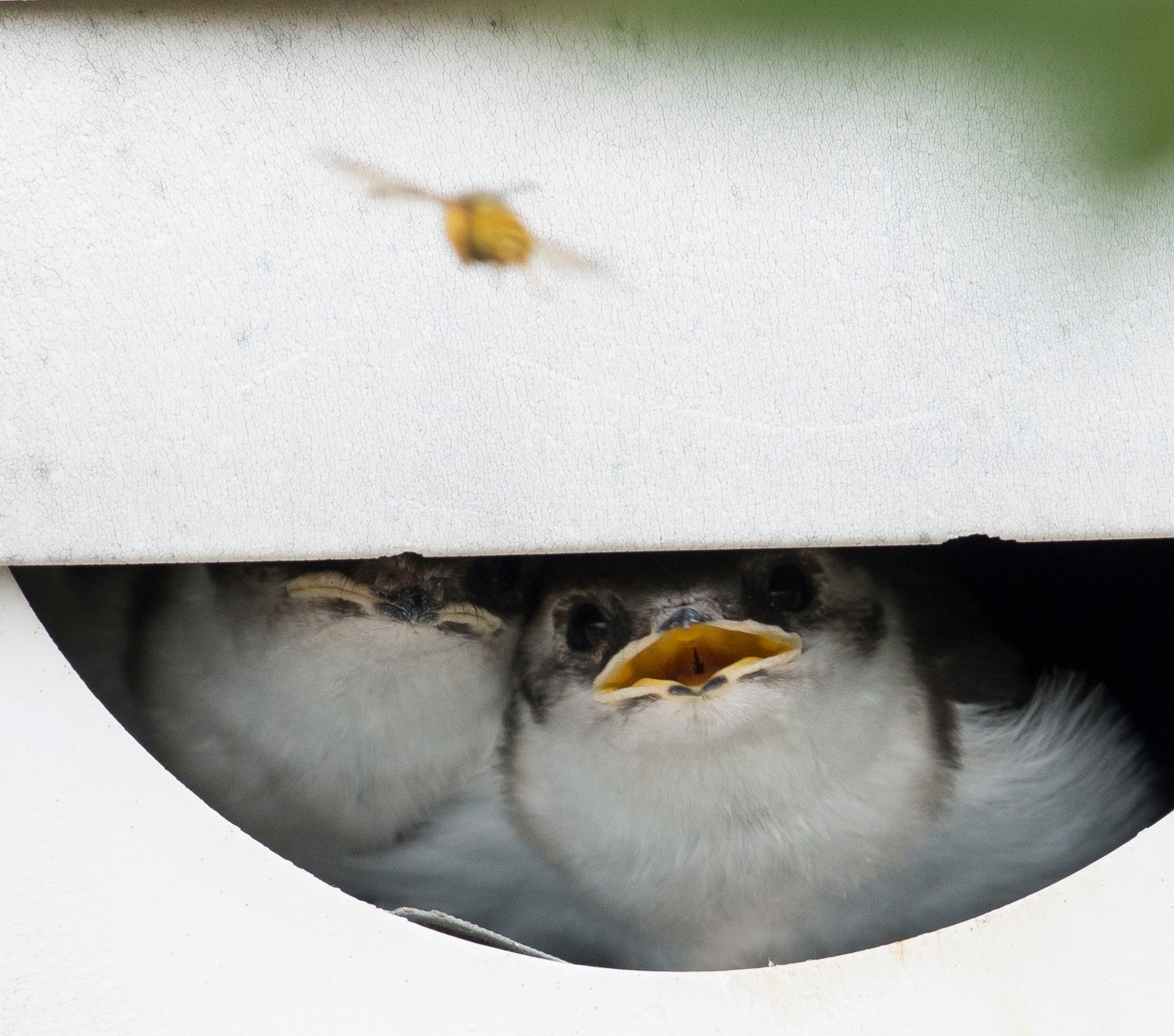 small birds of the pacific northwest – The Bird Nerd