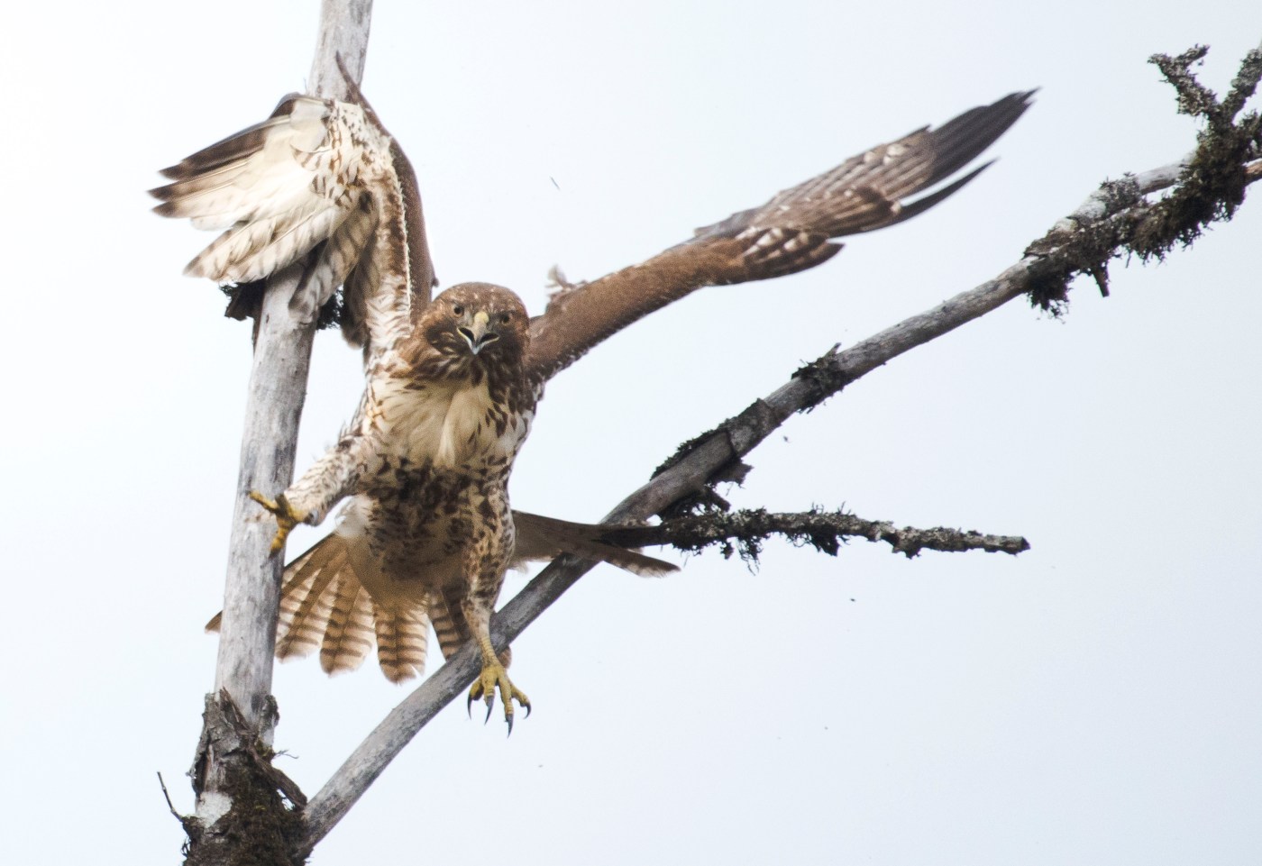 small birds of the pacific northwest – The Bird Nerd