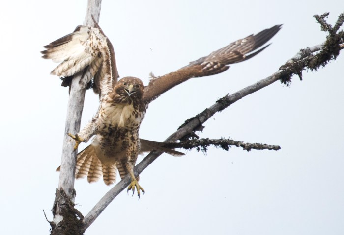 small birds of the pacific northwest – The Bird Nerd