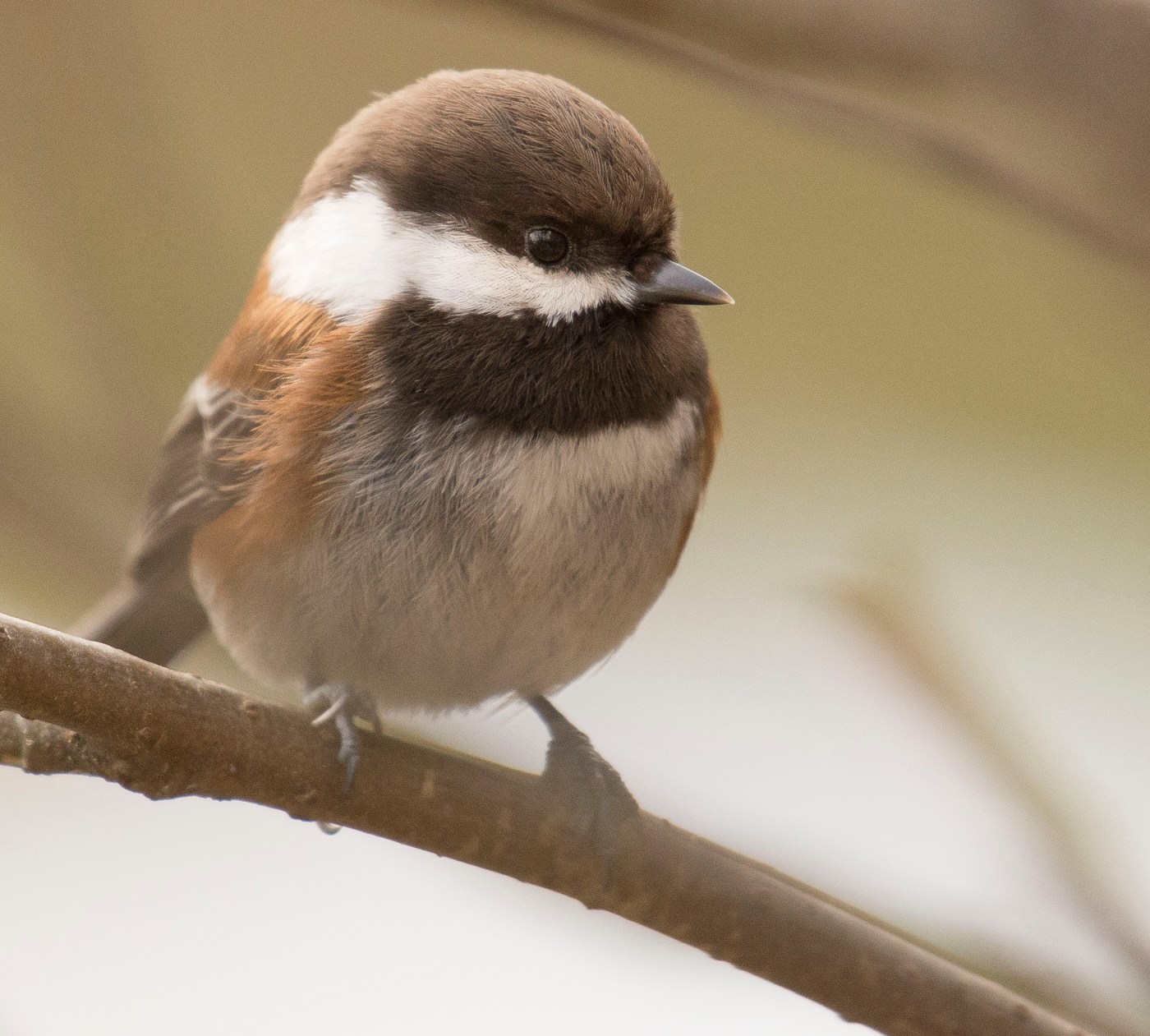 small birds of the pacific northwest – The Bird Nerd